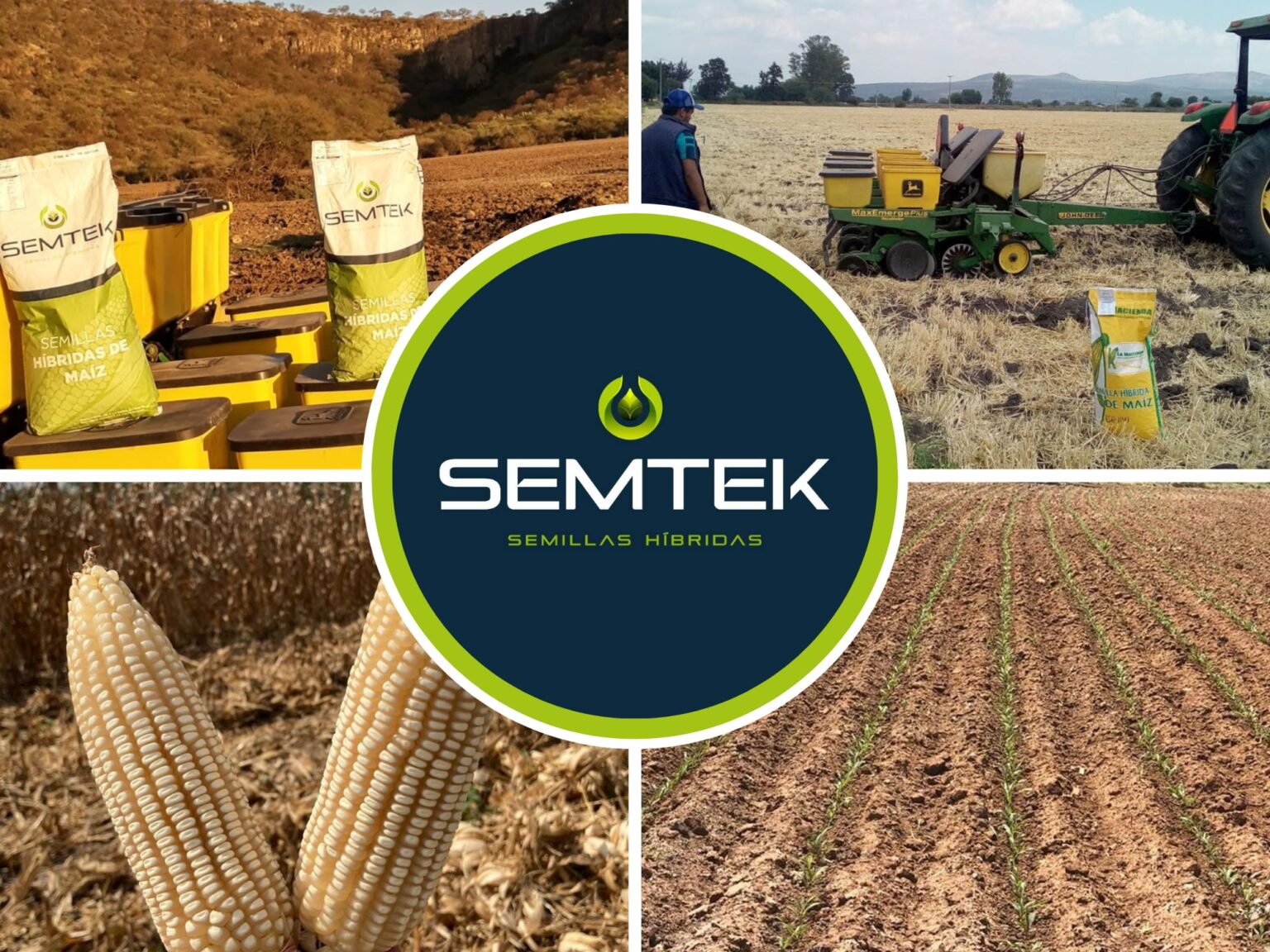 Todo Sobre Semillas de Maíz: Variedades, Cultivo y Beneficios - SEMTEK